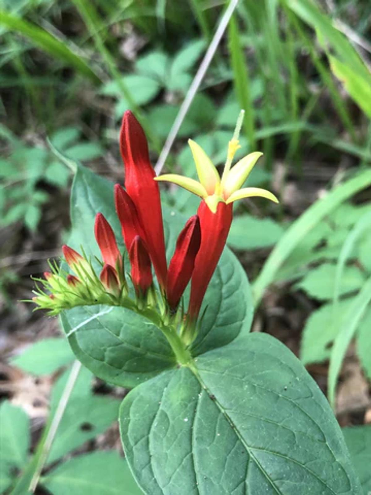 Missouri Native Plants List: 11 Amazing Wildflowers | My Home Park ... Missouri Native Plants List: 11 Amazing Wildflowers | My Home Park ...