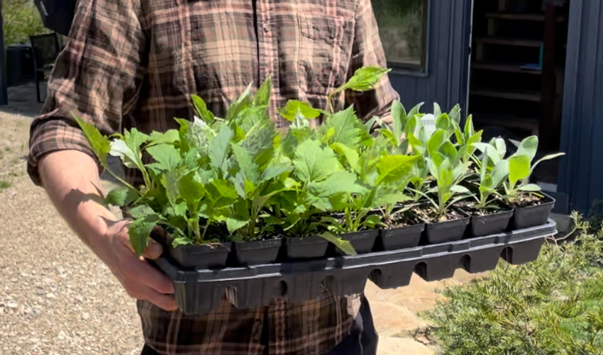 Buy Maryland & DC Native Plants | My Home Park