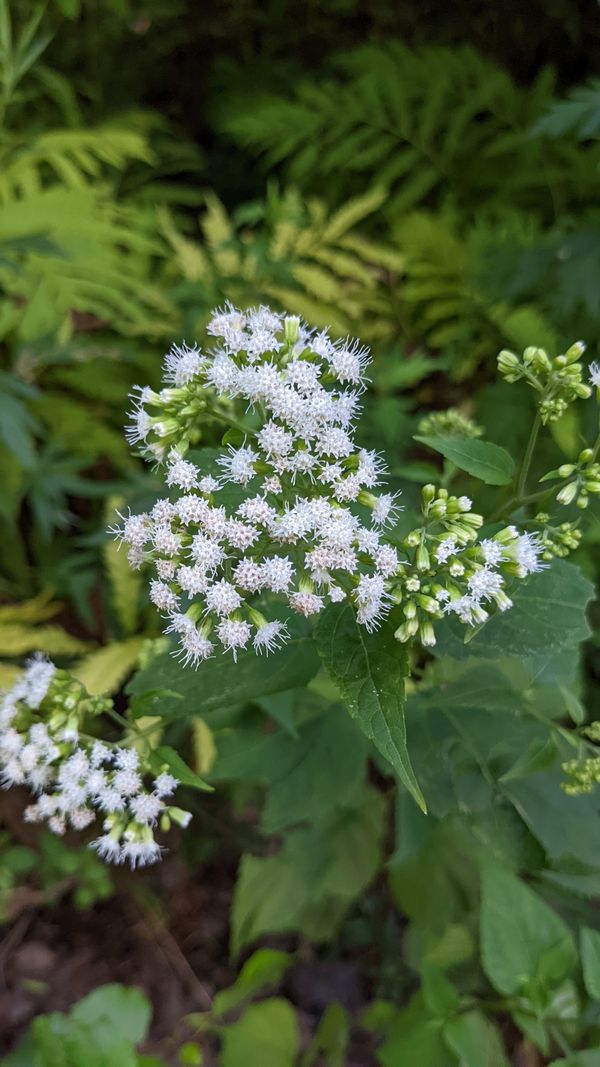 Giant's Garden Perennial Native Plants Collection [32 plants] | My Home ...