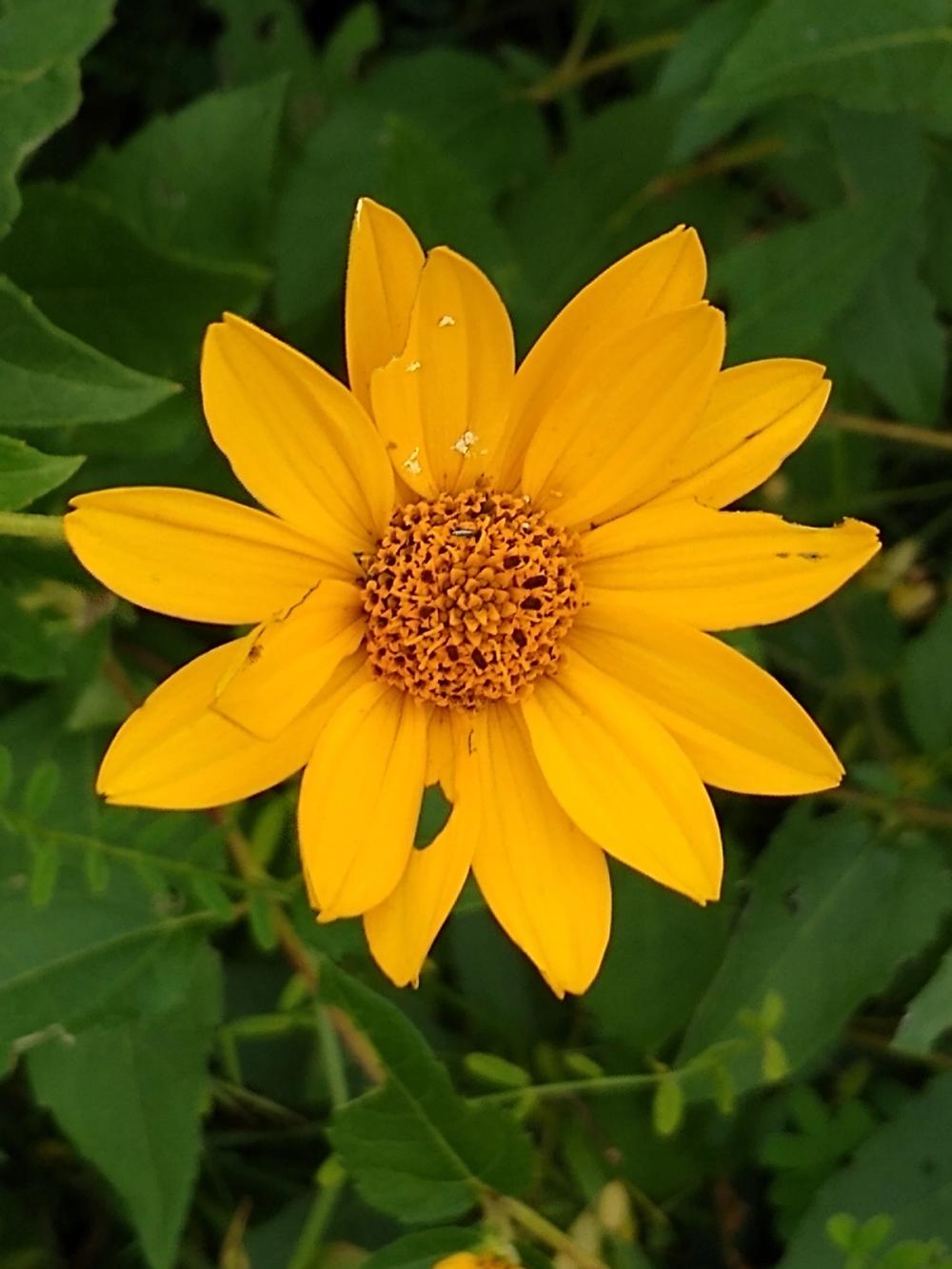 Giant's Garden Perennial Native Plants Collection [32 plants] | My Home ...