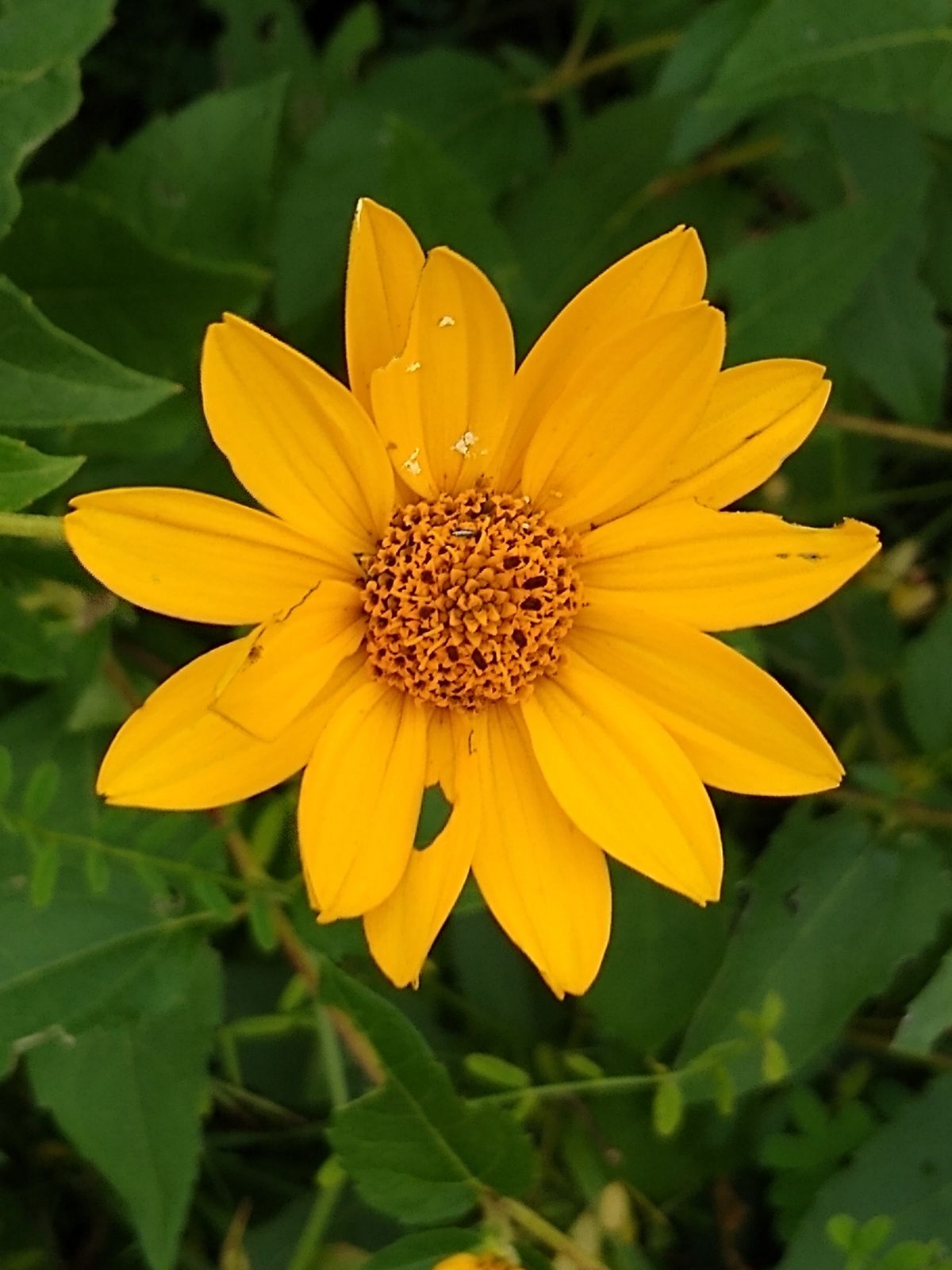 Purple Mountains Perennial Native Plants Collection [96 plants] | My ...