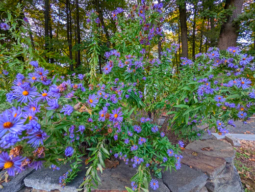 16 New York Native Plants for Your Garden | My Home Park - Curated ...