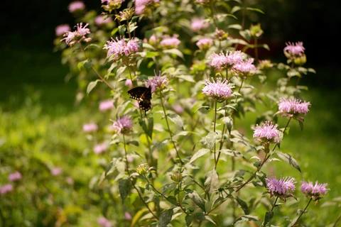 Ohio Native Plants - 9 Plants You'll Love in Your Garden | My Home Park ...