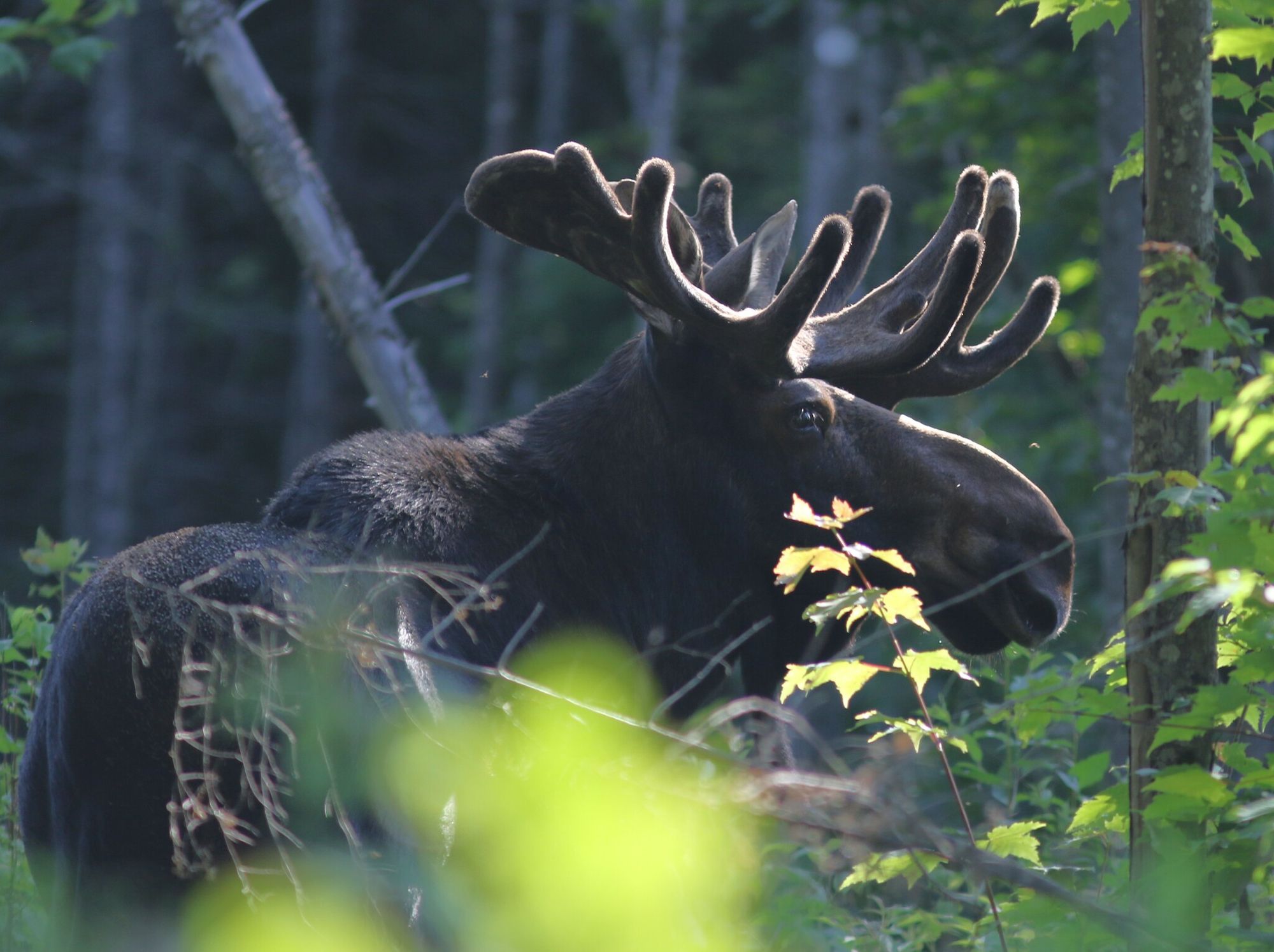 Maine Native Plants List: 13 Stunning Plants for Your Landscape | My ...
