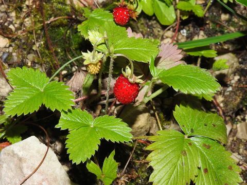 Bay Area Native Plants: 10 Gorgeous Species To Grow | My Home Park ...