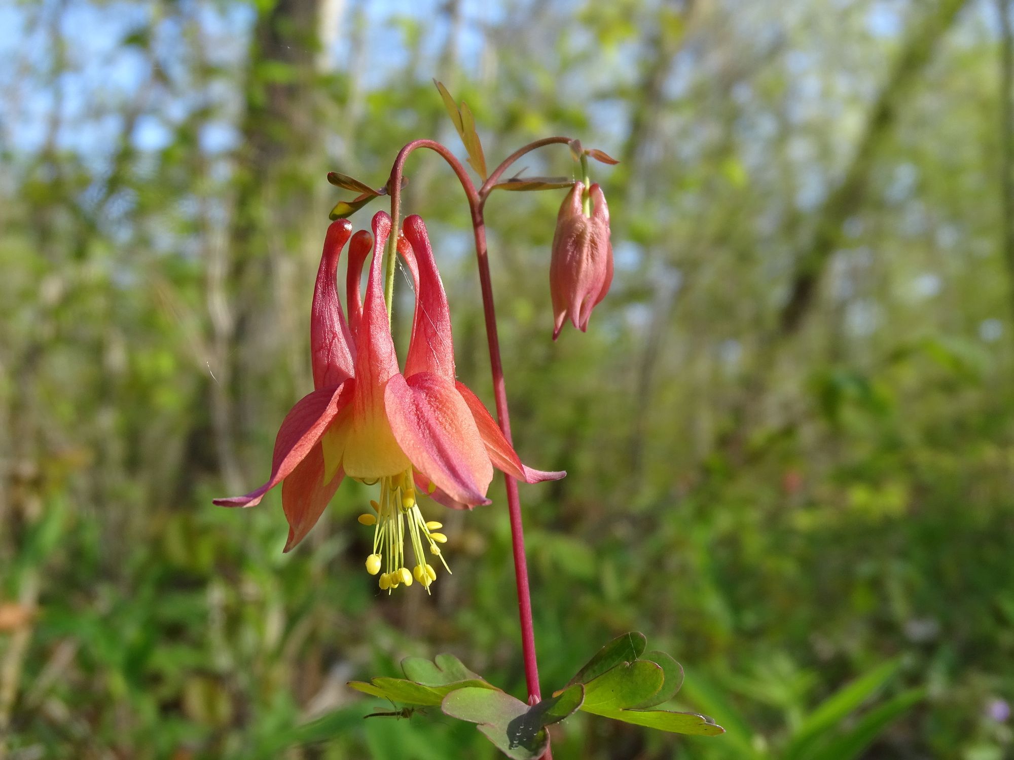Eastern Columbine | My Home Park - Curated Native Gardens Delivered to ...