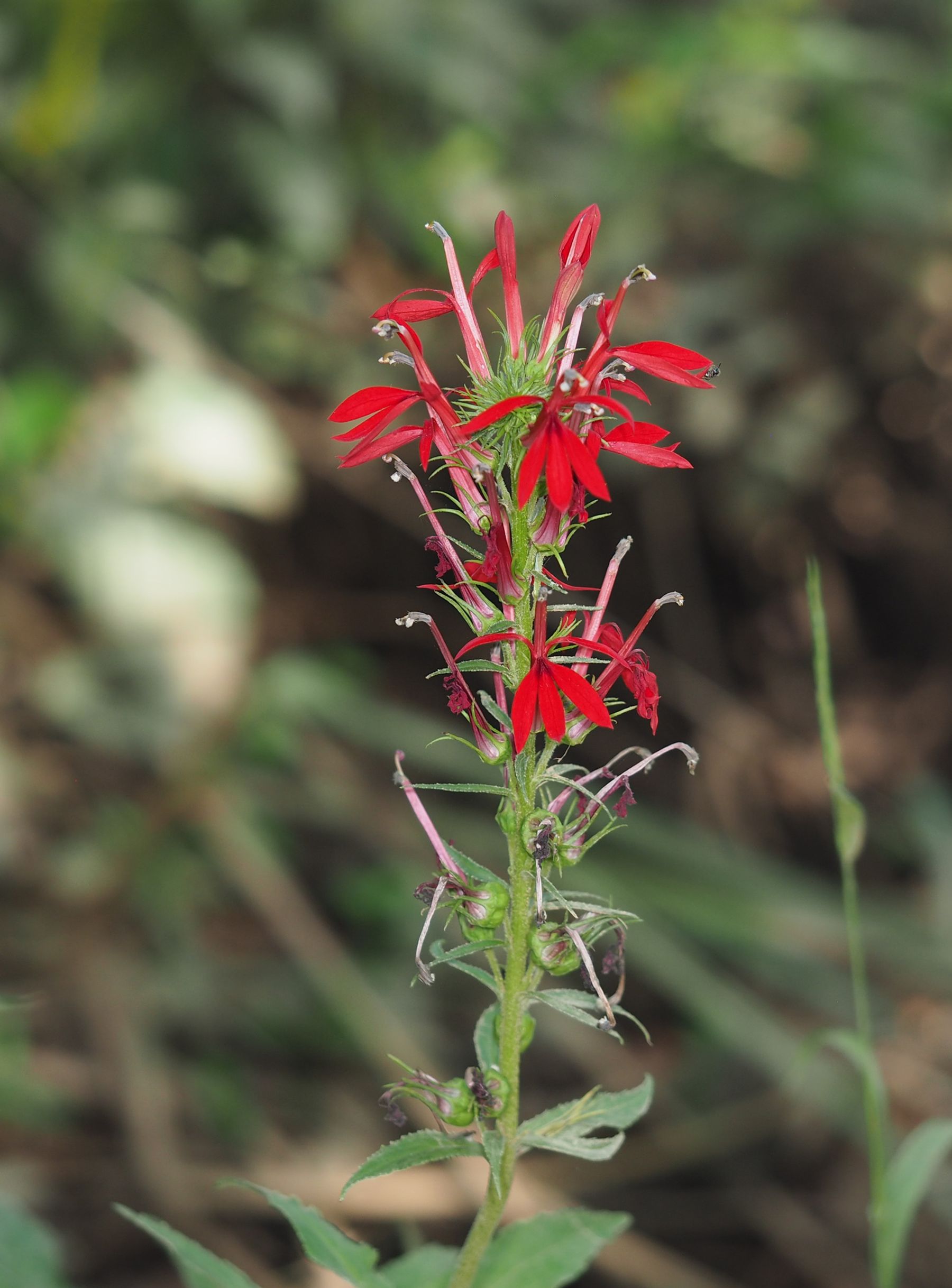 Cardinal Flower | My Home Park - Curated Native Gardens Delivered to ...