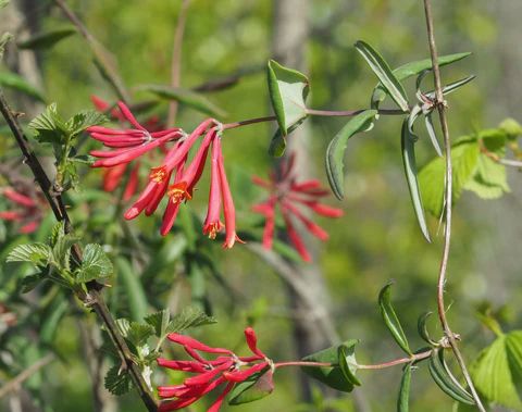 Connecticut Native Plants List: 14 Beautiful Flower Garden Choices | My ...