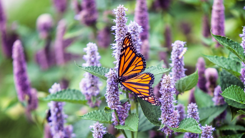 12 Minnesota Native Plants For Your Home Landscapes | My Home Park