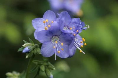 New Jersey Native Plants List: 15 Amazing Choices for the Garden State ...