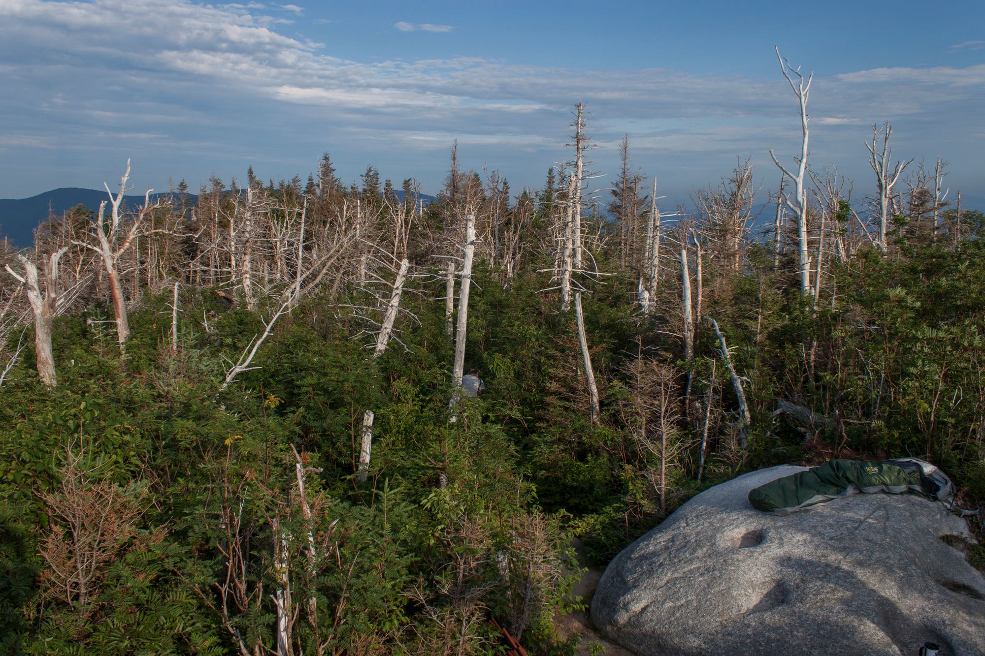 New Hampshire Native Plants: 12 Awesome Perennials for Your Yard | My ...
