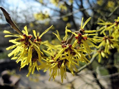 Connecticut Native Plants List: 14 Beautiful Flower Garden Choices | My ...