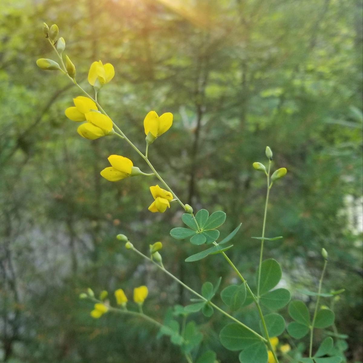 Giant's Garden Perennial Native Plants Collection [32 plants] | My Home ...