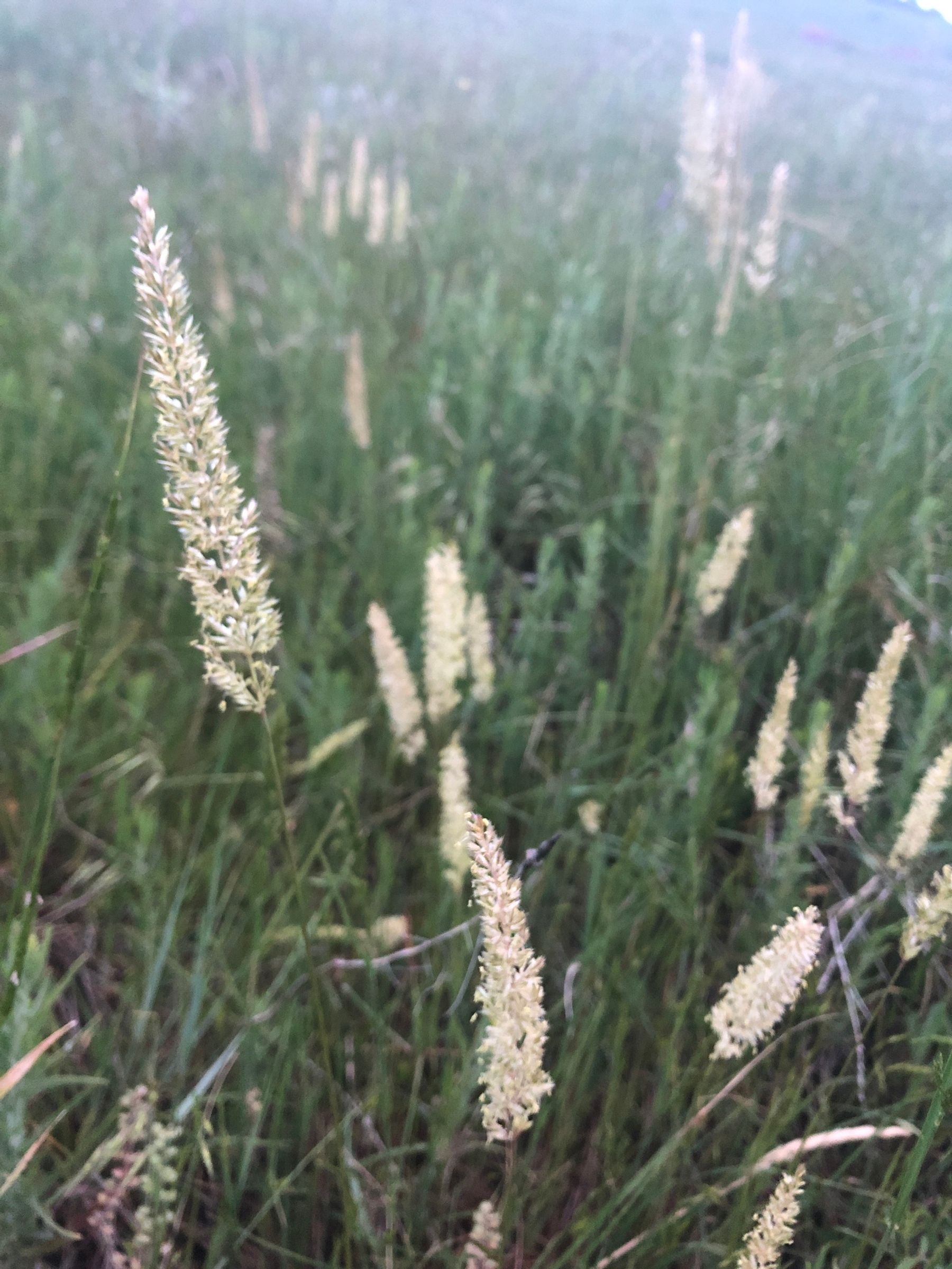 June Grass | My Home Park - Curated Native Gardens Delivered to Your Door