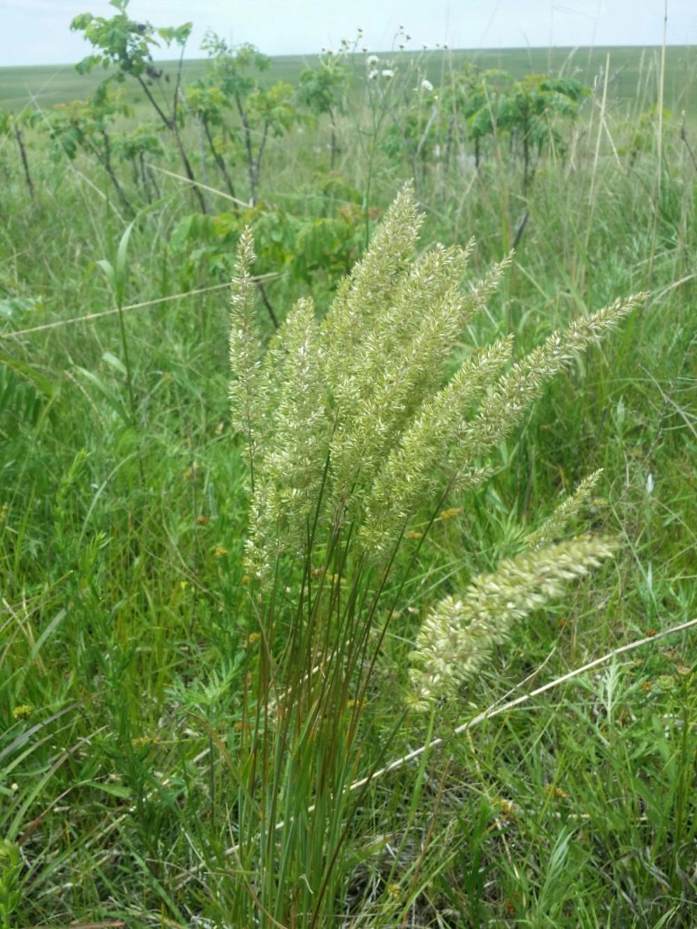 June Grass | My Home Park - Curated Native Gardens Delivered to Your Door