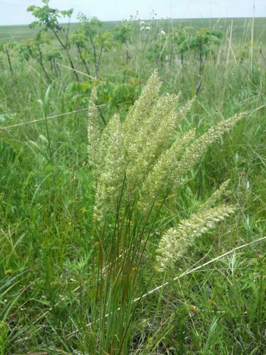 June Grass | My Home Park - Curated Native Gardens Delivered to Your Door