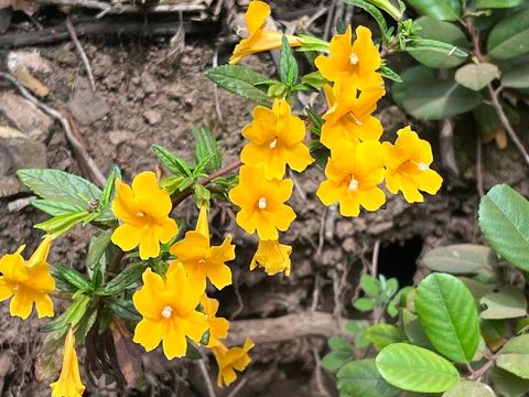 Bay Area Native Plants: 10 Gorgeous Species To Grow | My Home Park ...