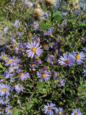 Bay Area Native Plants: 10 Gorgeous Species To Grow | My Home Park ...