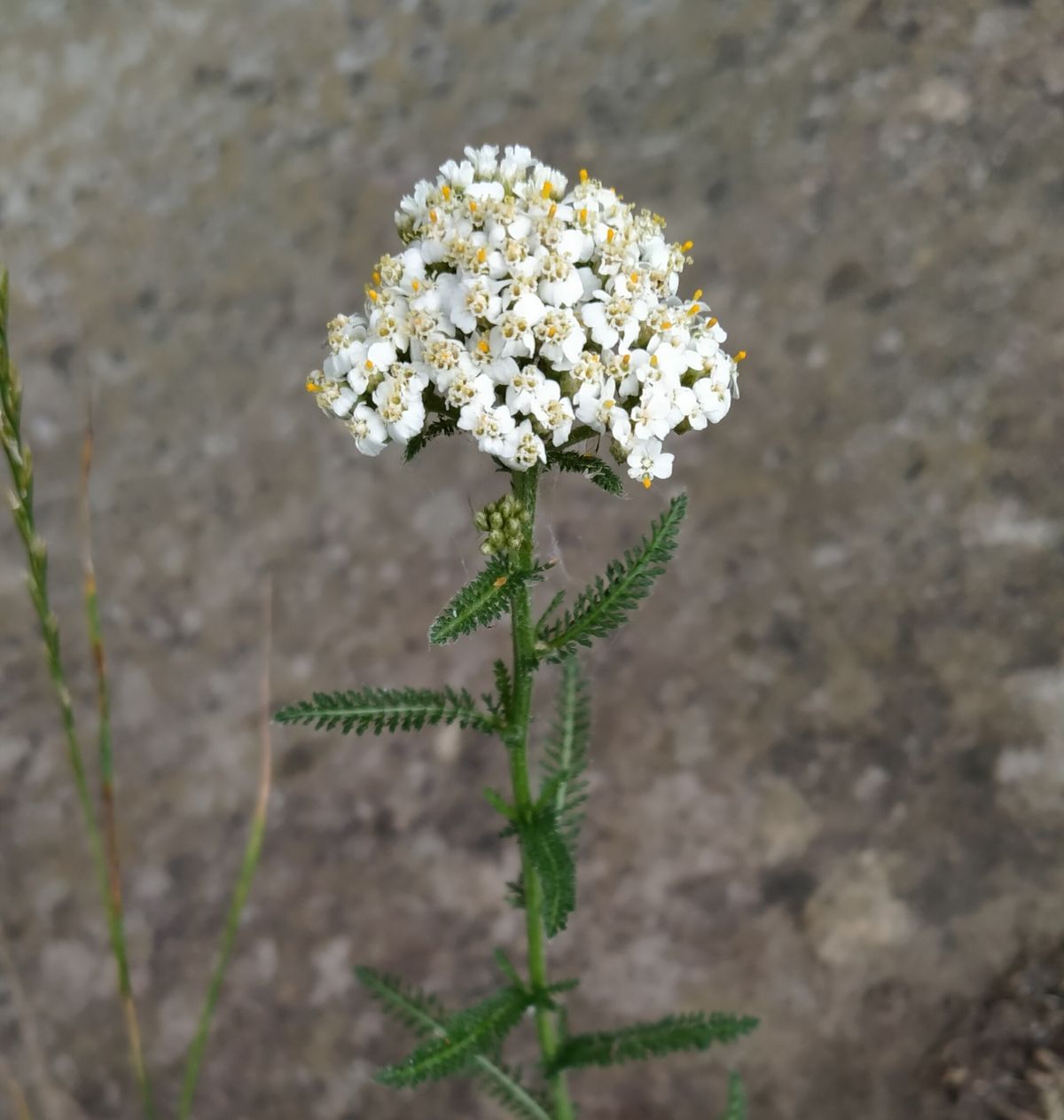 Common Yarrow | My Home Park - Curated Native Gardens Delivered to Your ...