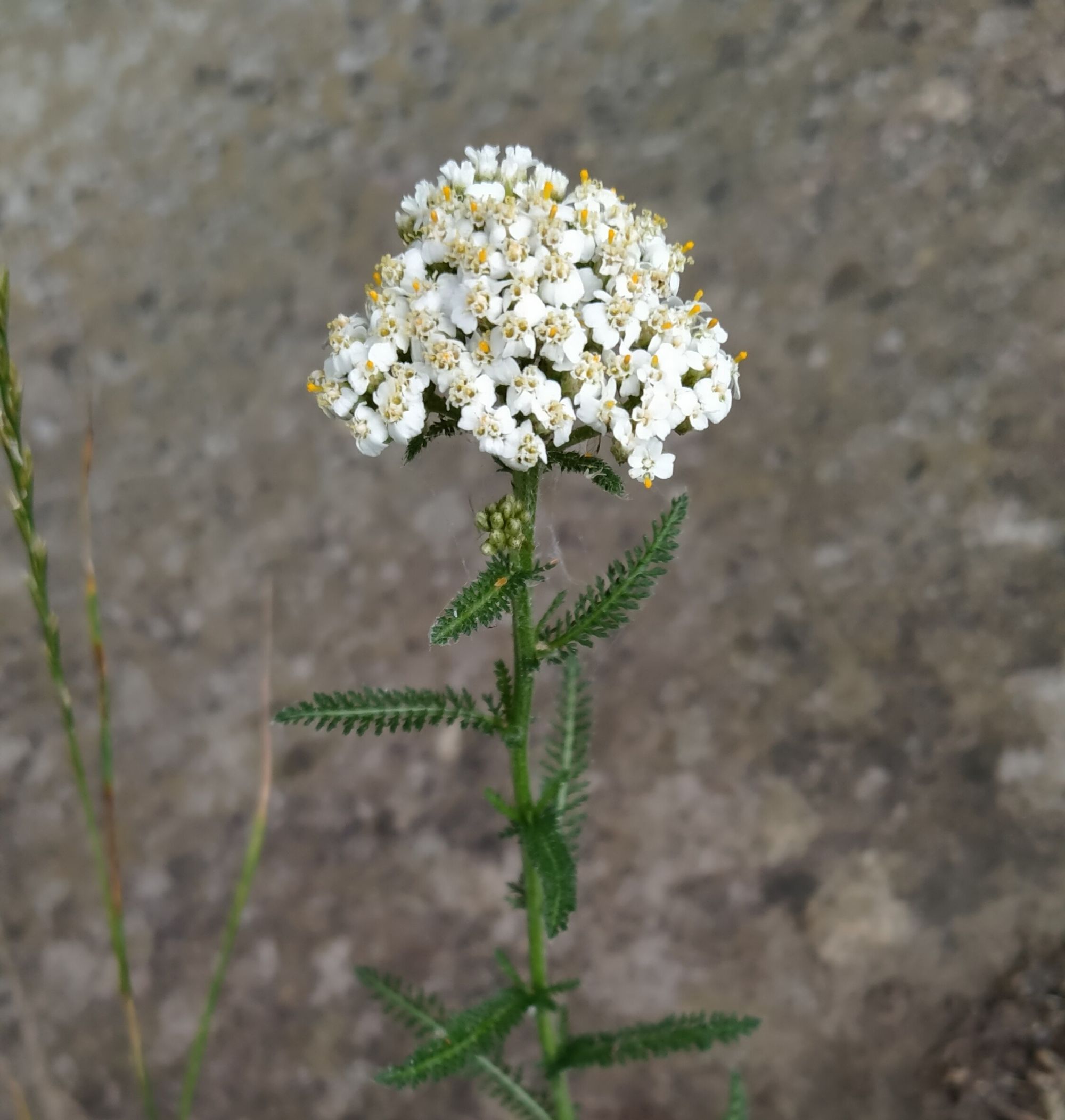 Common Yarrow | My Home Park - Curated Native Gardens Delivered to Your ...