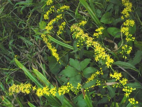 Pennsylvania Native Plants: 14 Amazing Flowers For Your Garden | My ...