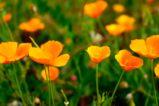 Bay Area Native Plants: 10 Gorgeous Species To Grow | My Home Park ...