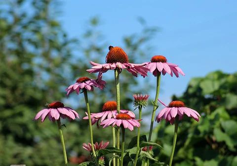 Tennessee Native Plants: 10 Gorgeous Garden Flowers | My Home Park ...