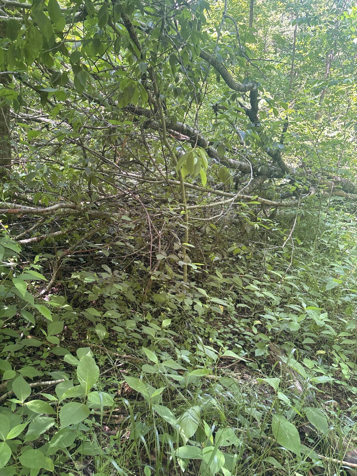 Day 22: ADT 2025 | Suzan Brydon Running