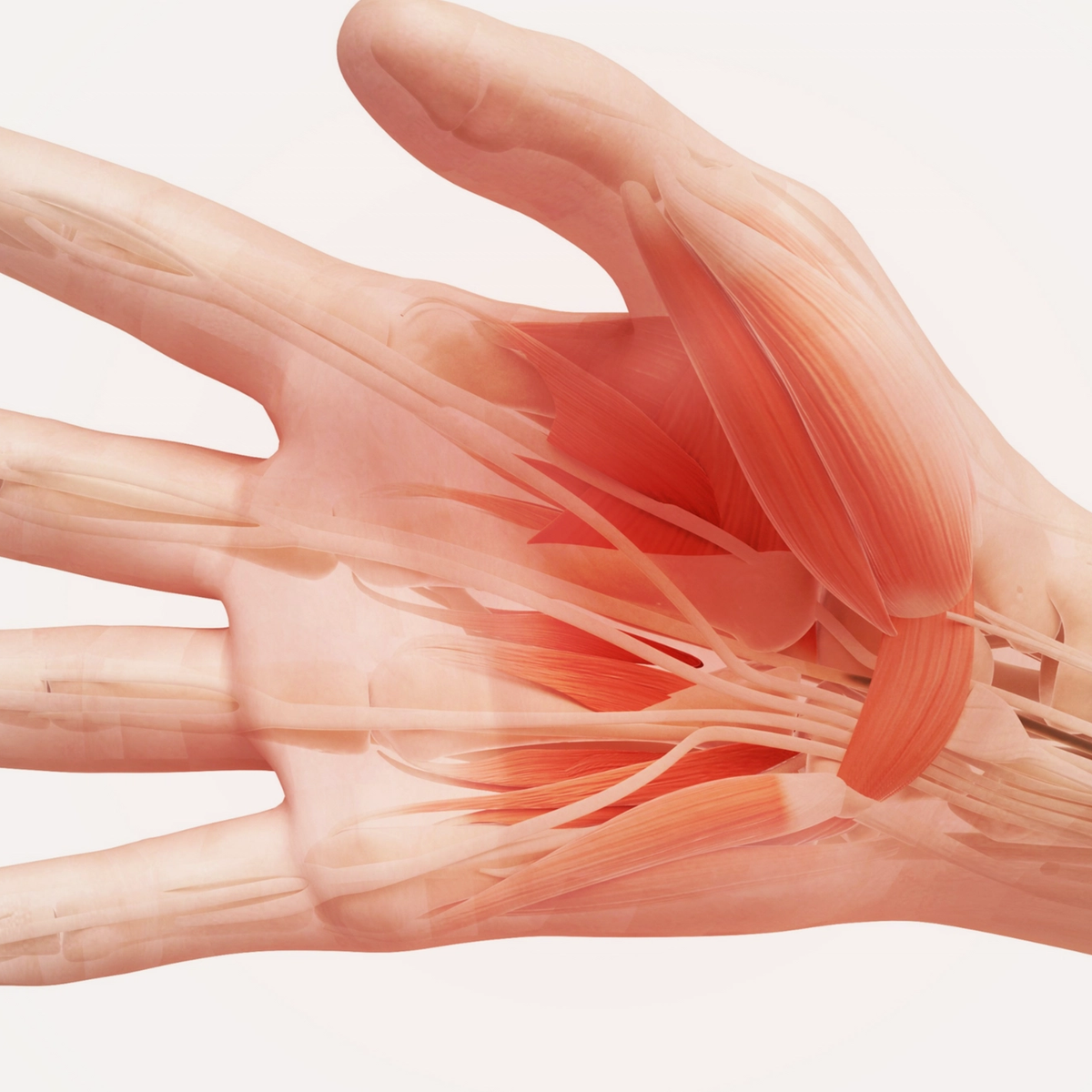 Inflammaging - A Fiery Link Between Inflammation and Aging - Timeline