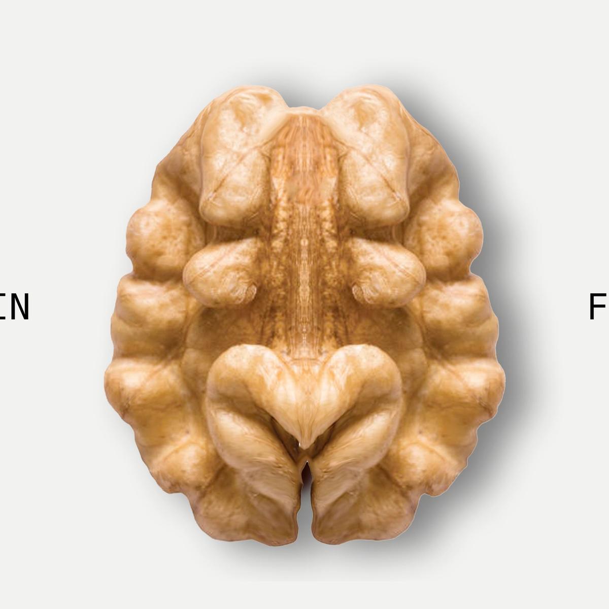 The Best Food for Brain Health, Memory, and Mental Clarity - Timeline