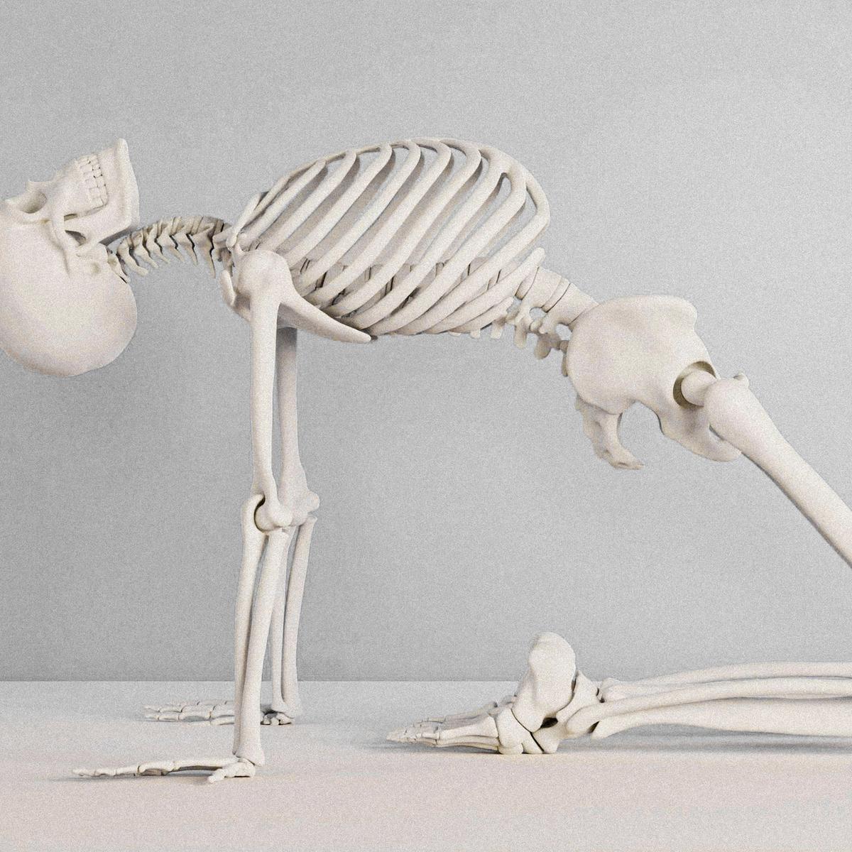 How Mitochondria In Bone Cells Boost Bone Health - Timeline