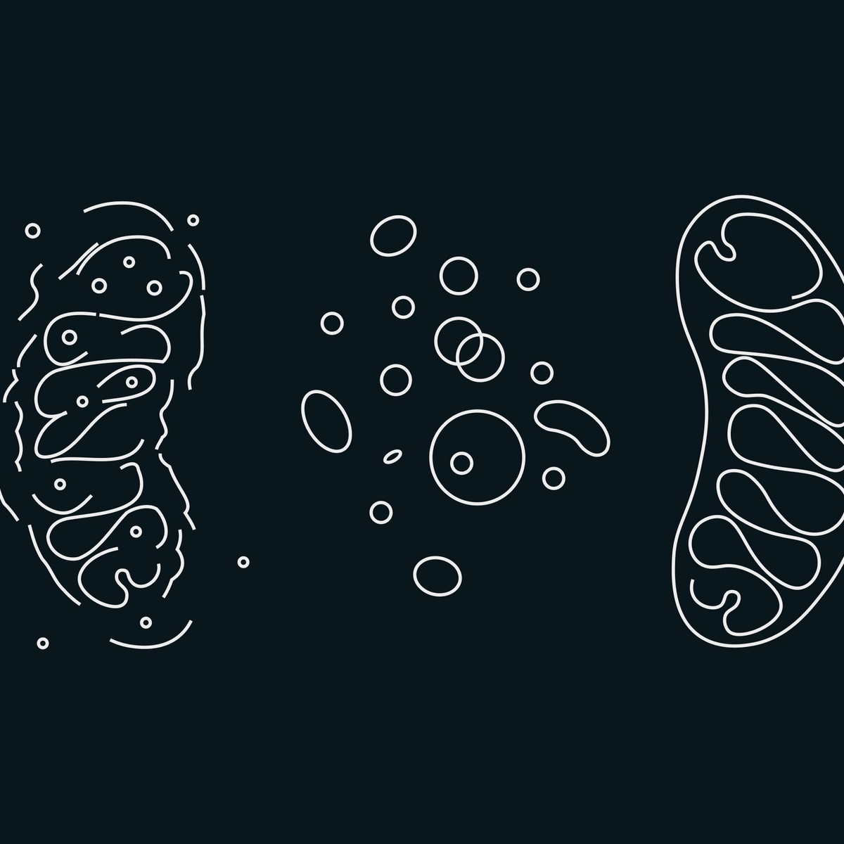 Mitophagy: The process that keeps our cells healthy - Timeline