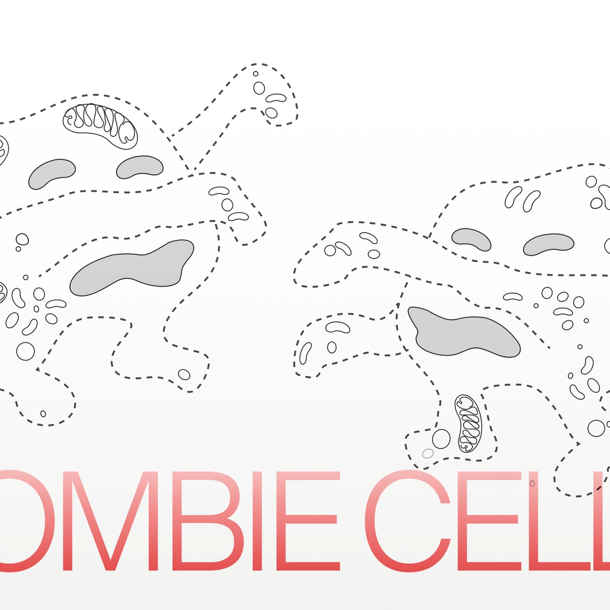 How to get rid of zombie cells for longevity - Timeline