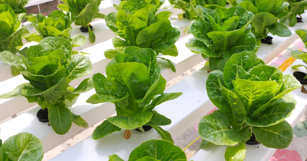 TangoW - Analys av synergier mellan mat, vatten och energi | Norra ...