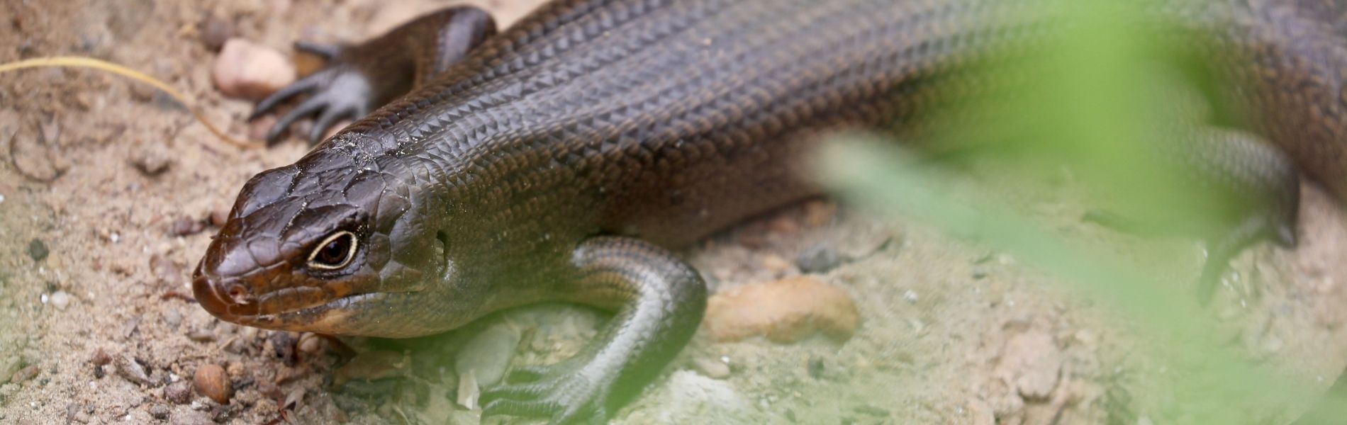 Australian Reptile Park - Land Mullet