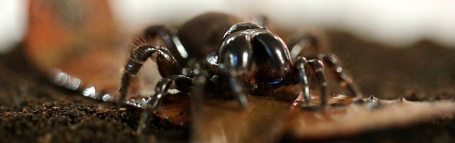 Australian Reptile Park - Mouse Spider
