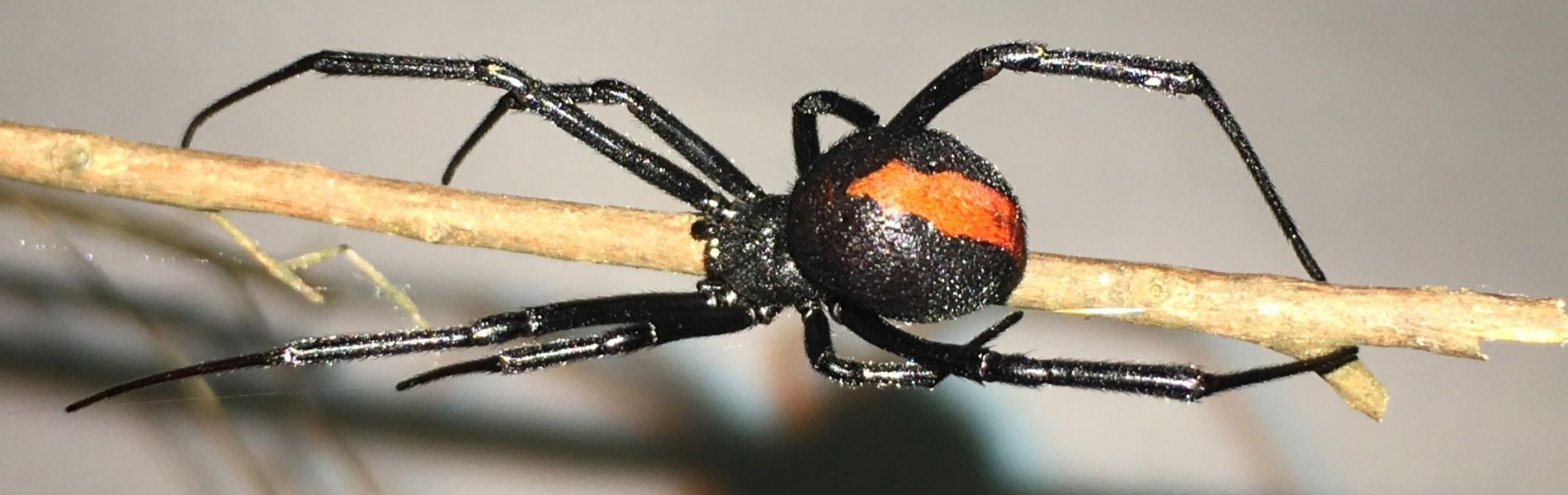 Black Spider With Markings Top 20 Arachnids | USU