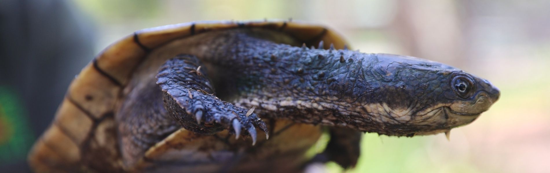 Australian Reptile Park - Saw-Shelled Turtle
