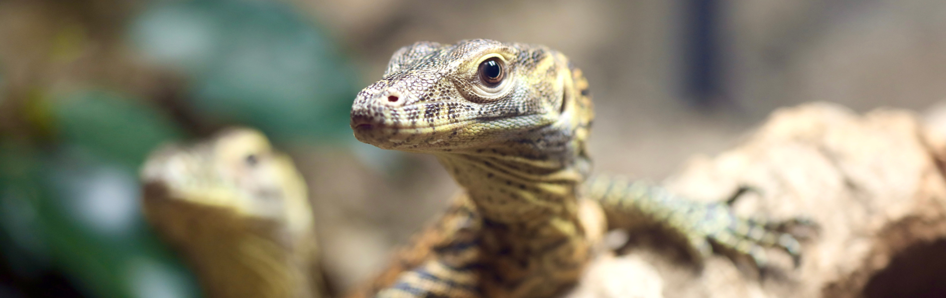 Young Komodo Dragons Endangered Dragons Born At ZooTampa For 1st Time