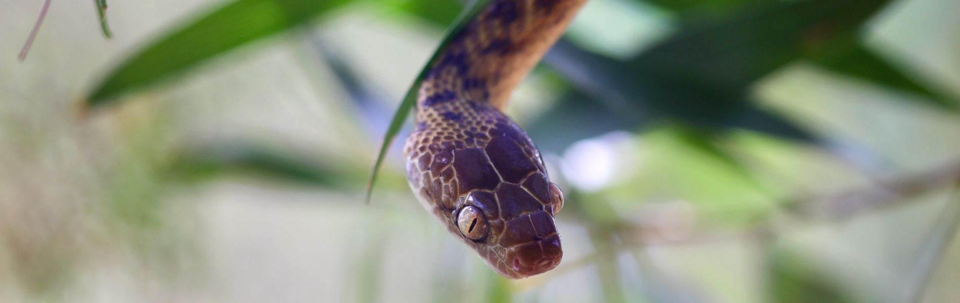 Australian Reptile Park - Brown Tree Snake