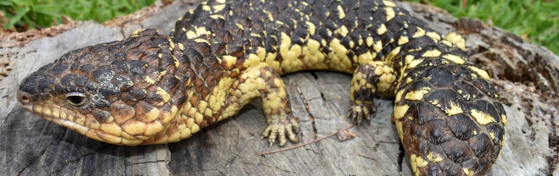 Australian Reptile Park - Shingleback Lizard
