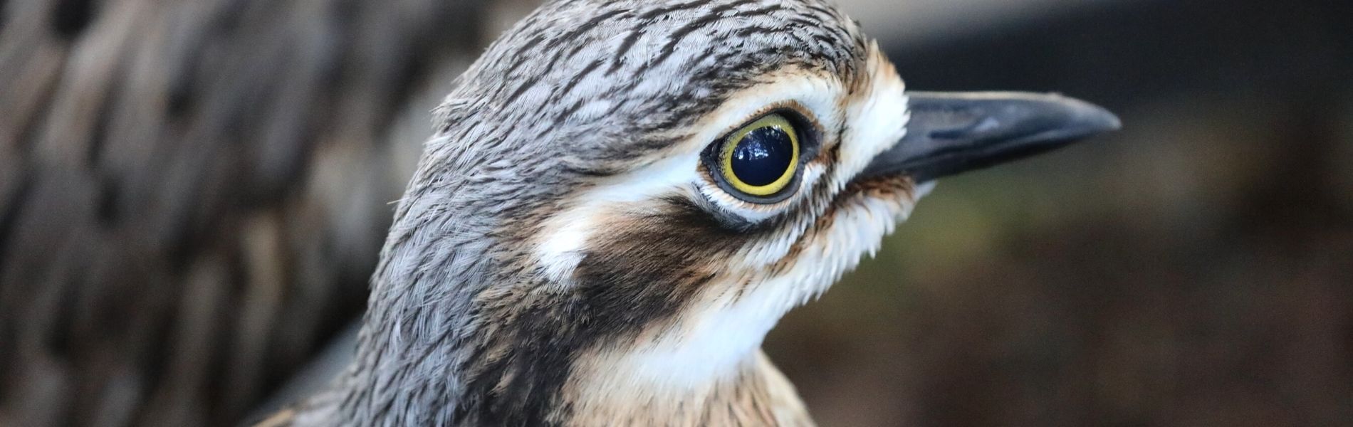 Australian Reptile Park - Bush Stone-Curlew