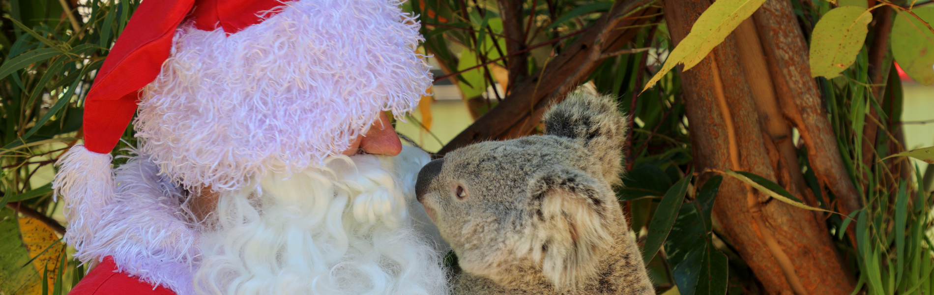 Australian Reptile Park - Santa Drops Into Australian Reptile Park
