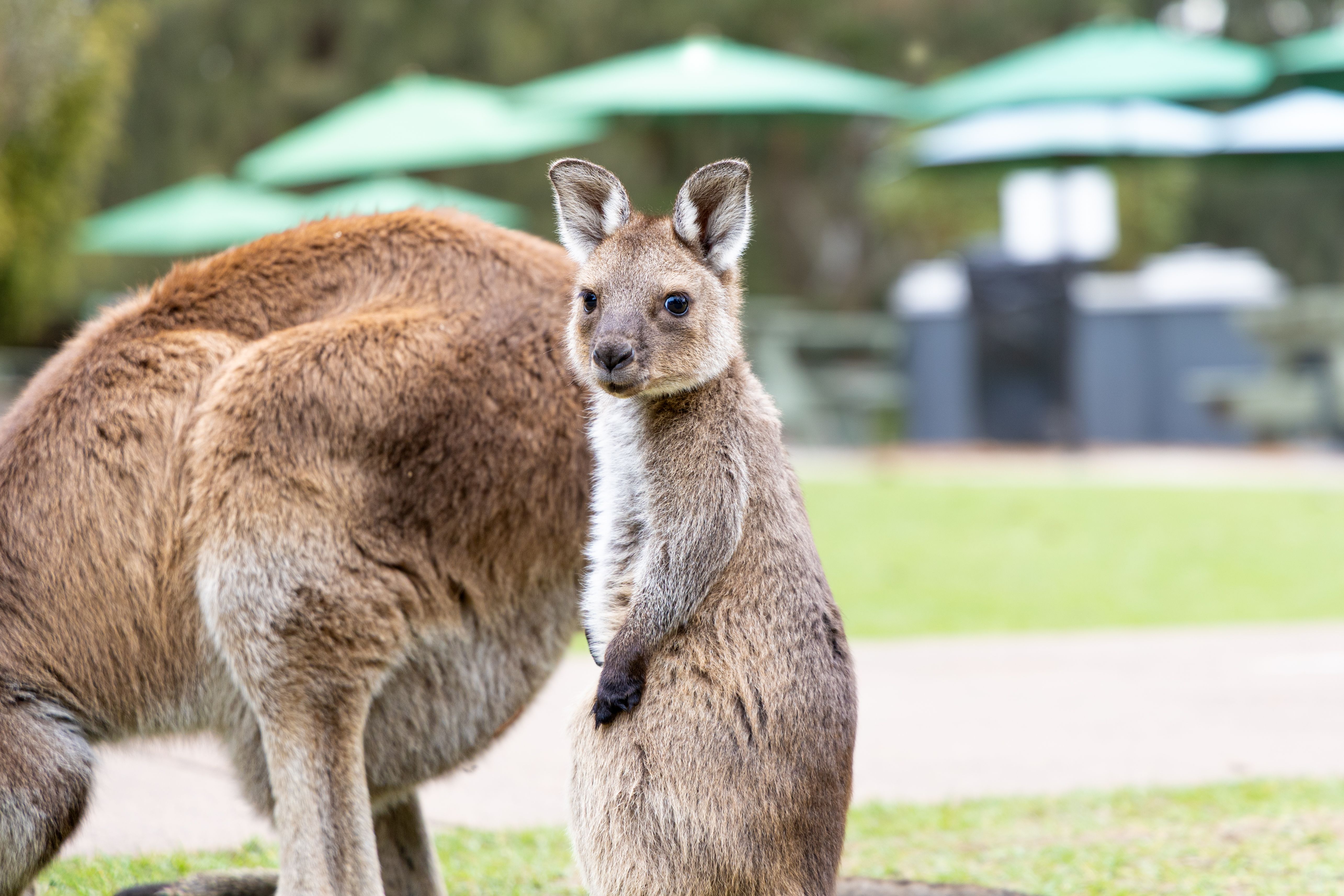 Australian Reptile Park - Spring Brings Kangaroo Joeys!