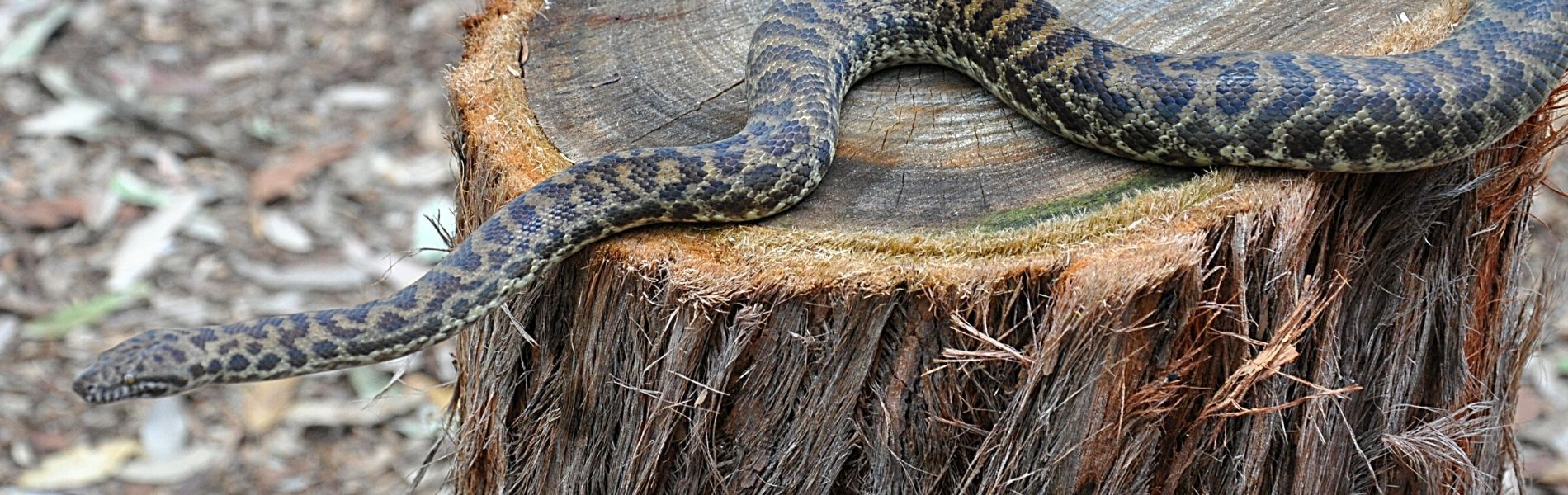 Australian Reptile Park - Spotted Python