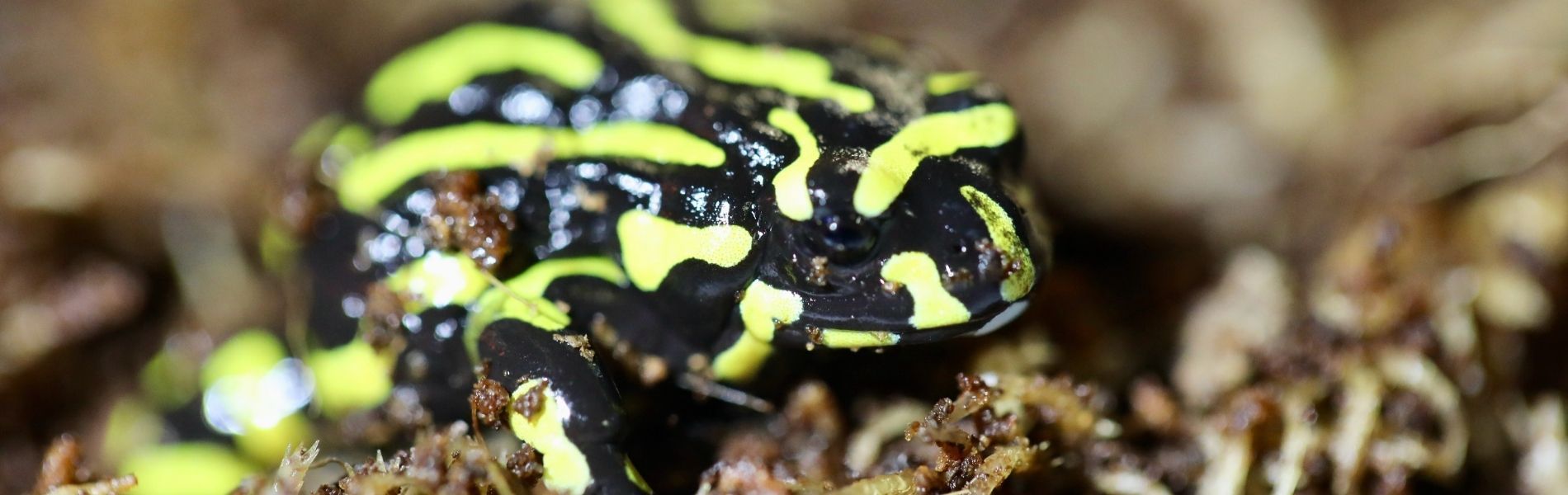 Australian Reptile Park - Northern Corroboree Frog