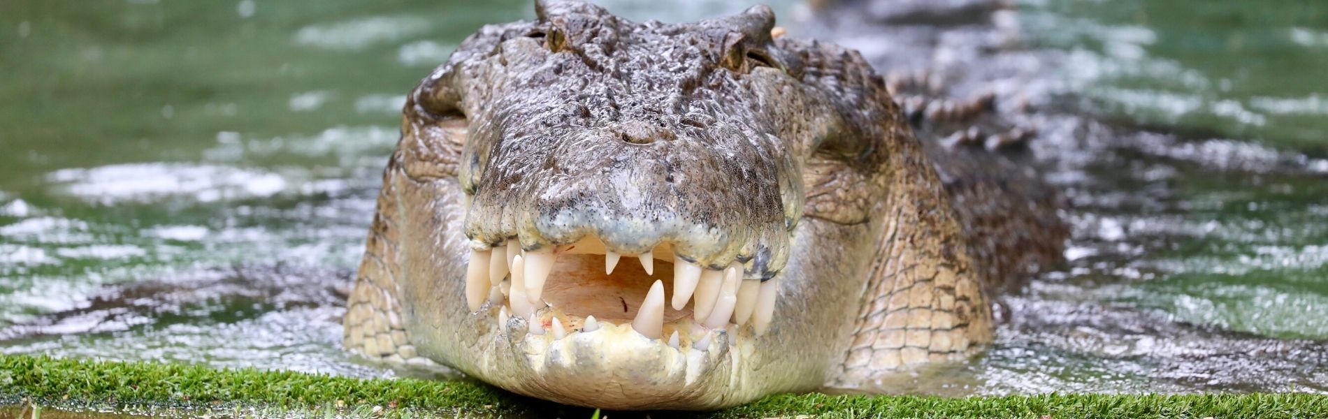 How Big Is A Saltwater Crocodile Compared To Human