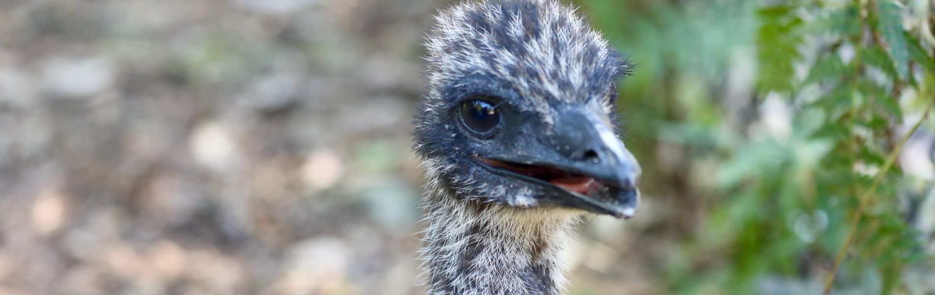 Australian Reptile Park - Adorable Emu Chicks Named After Kath & Kim!