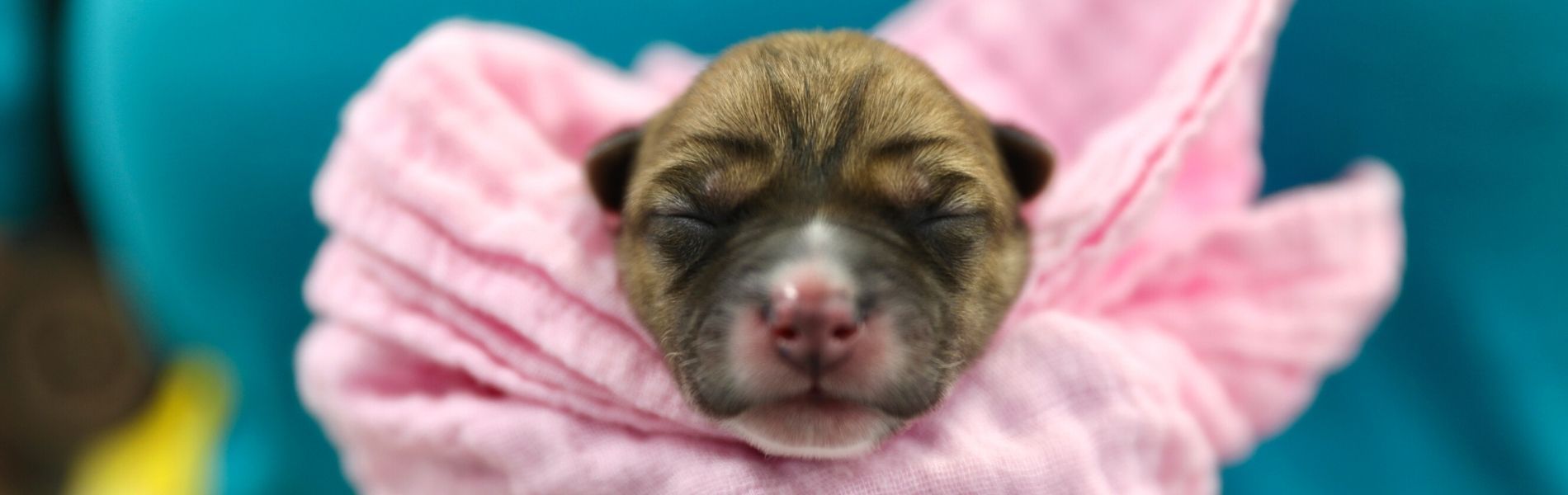 Australian Reptile Park - Emergency delivery of miracle dingo puppy