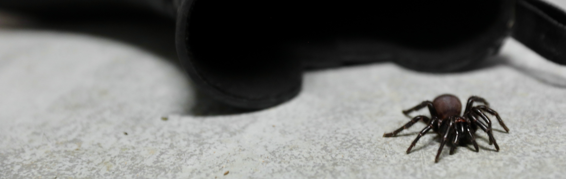 Australian Reptile Park - Surge in Funnel-Web Spider Activity Across Sydney